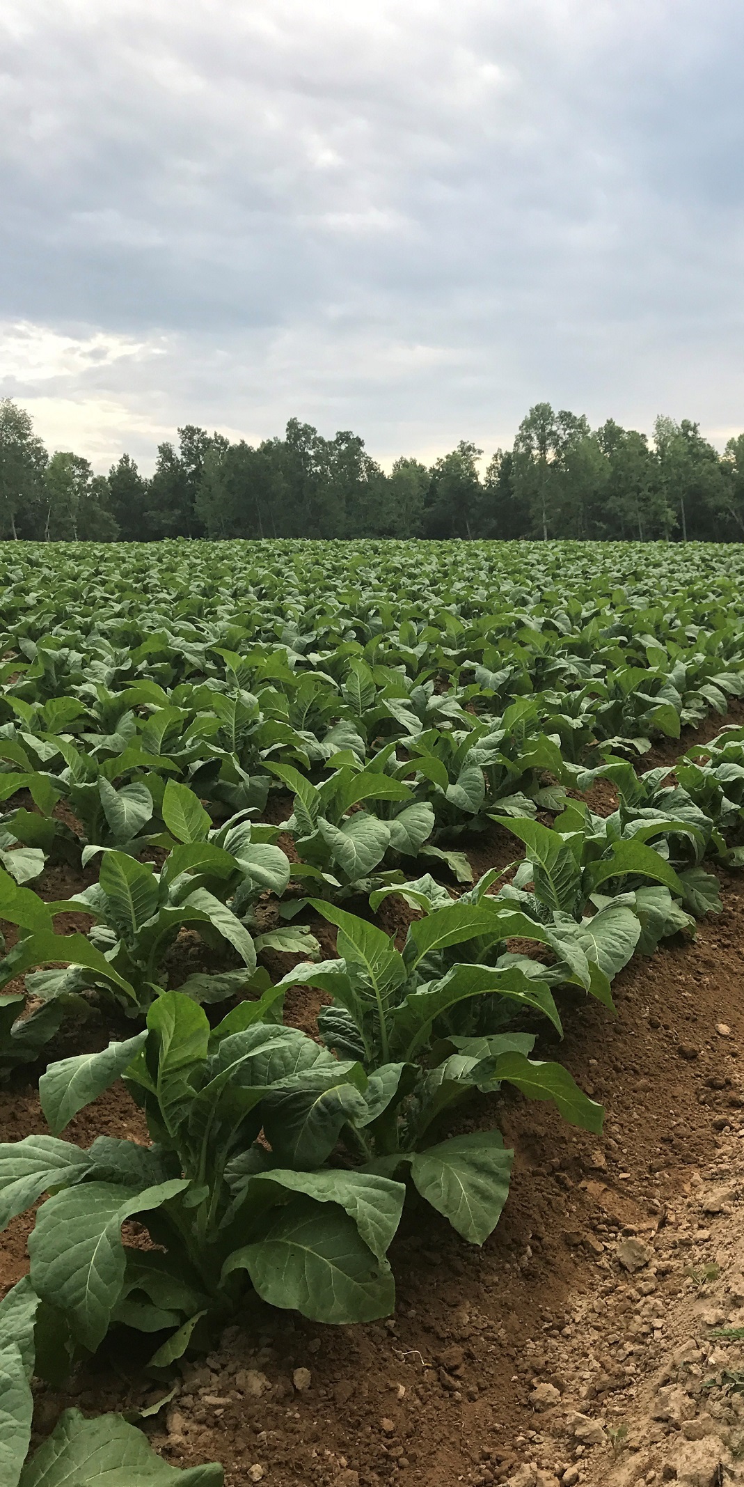 Tobacco – Watkins Farm, LLC