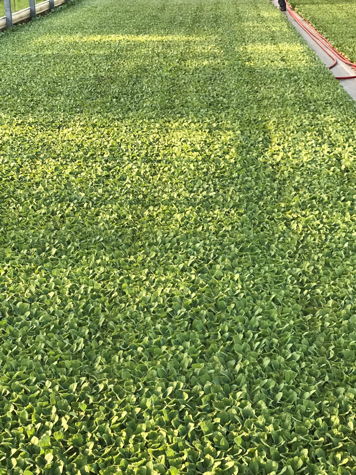 Tobacco – Watkins Farm, LLC