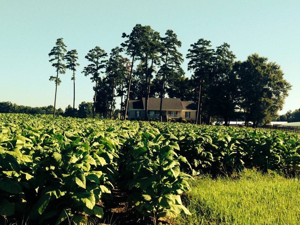 Tobacco – Watkins Farm, LLC